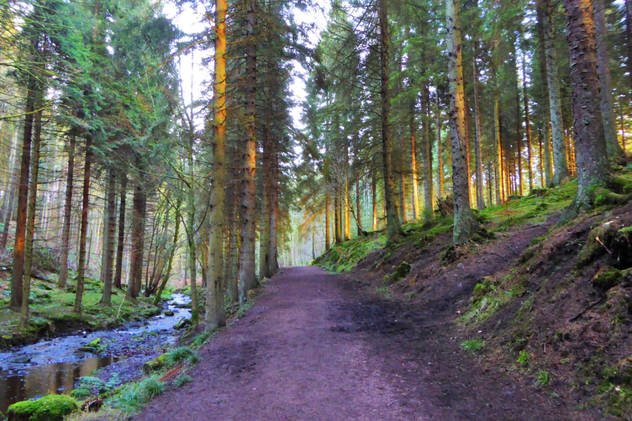 Welcome to Fife : MIDDLING Walk – Blairadam Forest