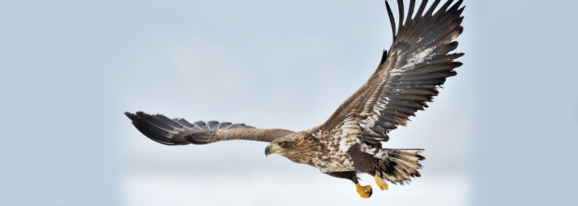 Welcome to Fife : RSPB Sea Eagle Walk