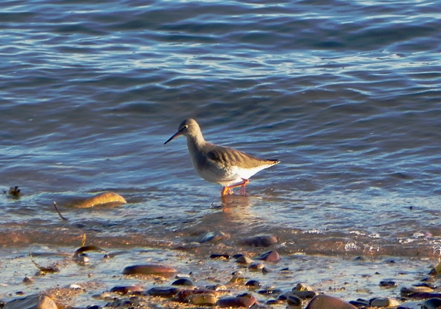 Welcome to Fife : Access All Areas - Peerie Whaups and Watery Pleeps